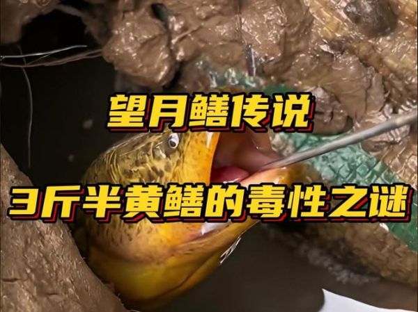 望月鳝有毒是真的吗_望月鳝毒性来源揭秘-第1张图片-山城妙识