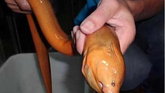 望月鳝有毒是真的吗_望月鳝毒性来源揭秘-第3张图片-山城妙识