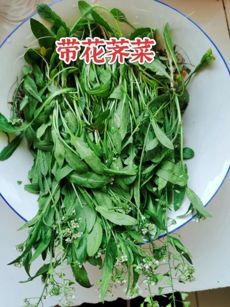 荠菜根可以吃吗_荠菜根怎么吃-第1张图片-山城妙识 荠菜根可以吃吗_荠菜根怎么吃-第1张图片-山城妙识