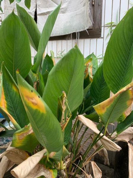 广西包粽子的叶子叫什么_箬叶与柊叶区别-第1张图片-山城妙识