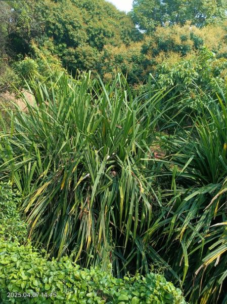 广西包粽子的叶子叫什么_箬叶与柊叶区别-第3张图片-山城妙识