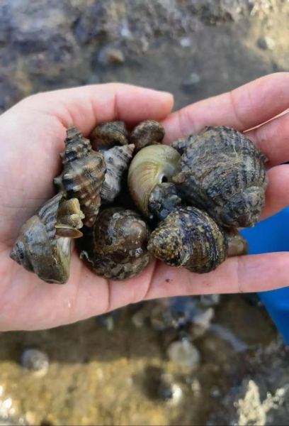 河螺怎么养_河螺吃什么-第2张图片-山城妙识