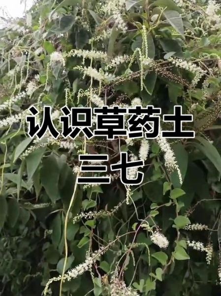 土方法降血压真的有效吗_哪些偏方最安全-第3张图片-山城妙识