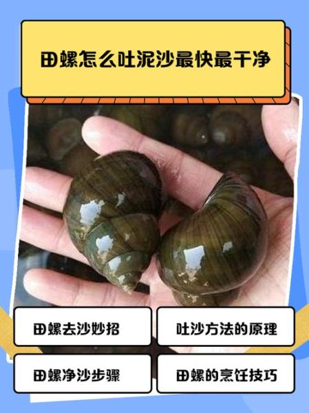 河螺怎么养_河螺吃什么-第3张图片-山城妙识