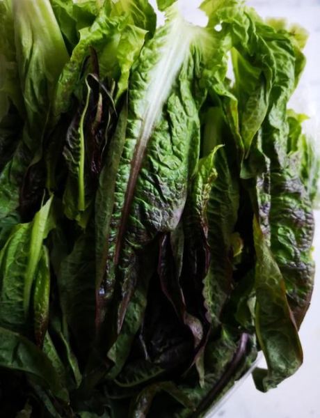 莴苣叶子能吃吗_莴苣叶子的营养价值-第2张图片-山城妙识