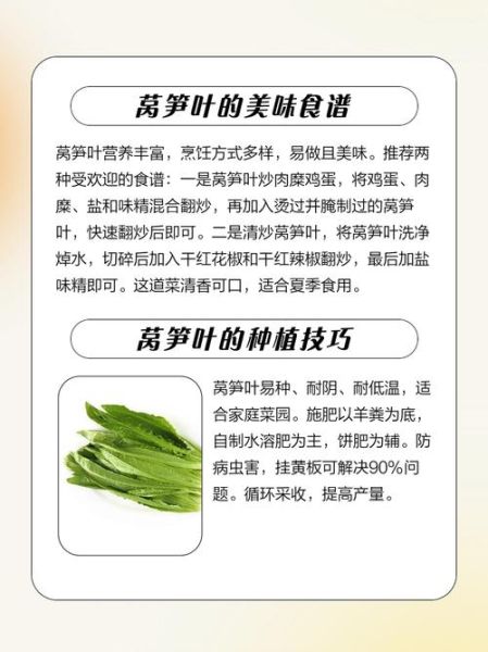 莴苣叶子能吃吗_莴苣叶子的营养价值-第3张图片-山城妙识