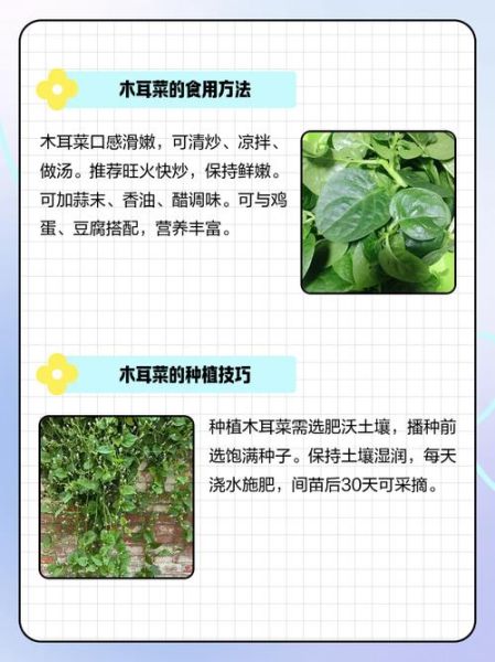 木耳菜怎么种植_木耳菜种植时间和方法-第2张图片-山城妙识