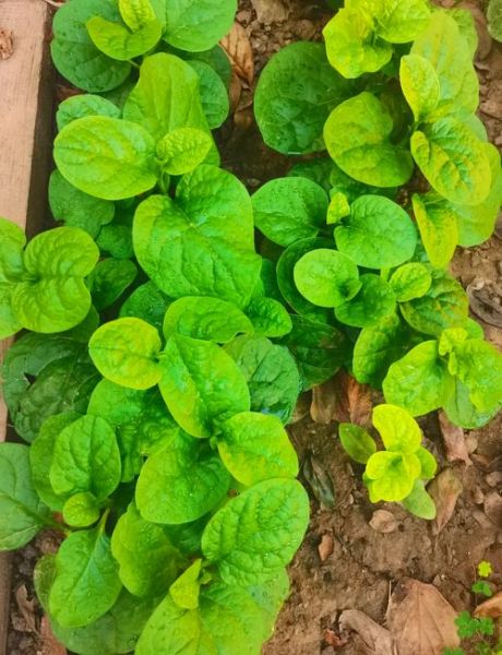 木耳菜怎么种植_木耳菜种植时间和方法-第3张图片-山城妙识