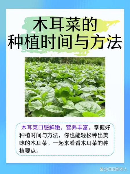木耳菜怎么种植_木耳菜种植时间和方法-第1张图片-山城妙识