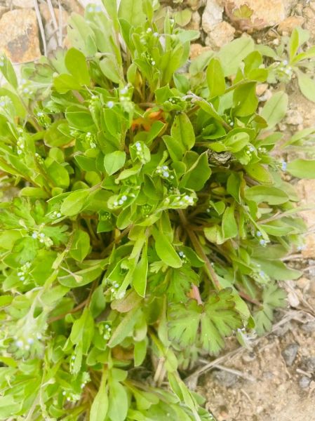 山东野菜有哪些_山东野菜图片及名称大全-第1张图片-山城妙识