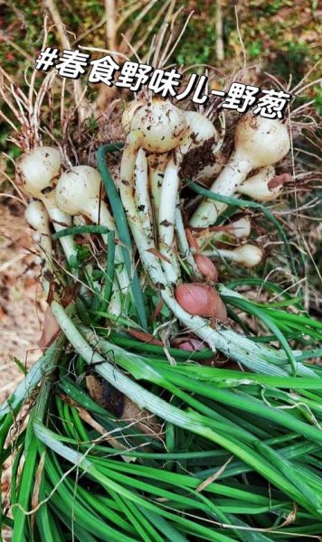 山东野菜有哪些_山东野菜图片及名称大全-第2张图片-山城妙识