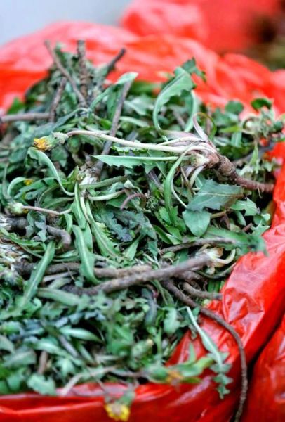 山东野菜有哪些_山东野菜图片及名称大全-第3张图片-山城妙识