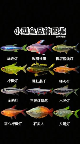 热带观赏鱼有哪些品种_如何挑选小型观赏鱼-第1张图片-山城妙识