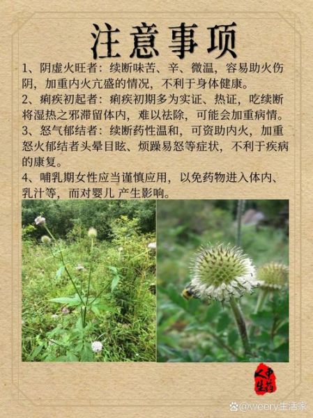 续断的功效与作用_续断主治哪些病-第1张图片-山城妙识