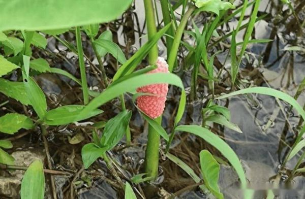 福寿螺怎么彻底消灭_福寿螺的天敌有哪些-第3张图片-山城妙识