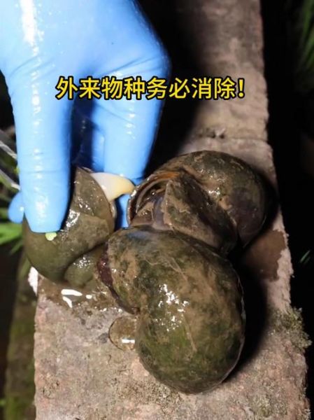 福寿螺怎么彻底消灭_福寿螺的天敌有哪些-第2张图片-山城妙识