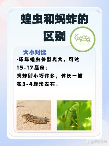 蚂蚱和蝗虫有什么区别_蚂蚱是蝗虫吗-第1张图片-山城妙识
