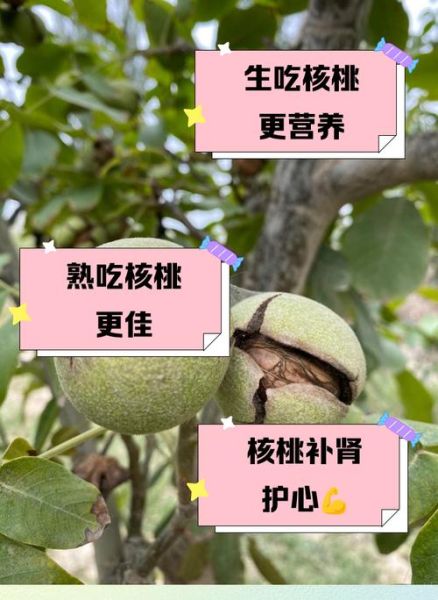 核桃生吃好还是熟吃好_营养差异与吃法选择-第3张图片-山城妙识 核桃生吃好还是熟吃好_营养差异与吃法选择-第3张图片-山城妙识