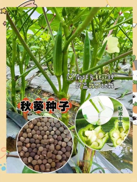 秋葵种子怎么挑选_秋葵种子图片长什么样-第1张图片-山城妙识 秋葵种子怎么挑选_秋葵种子图片长什么样-第1张图片-山城妙识
