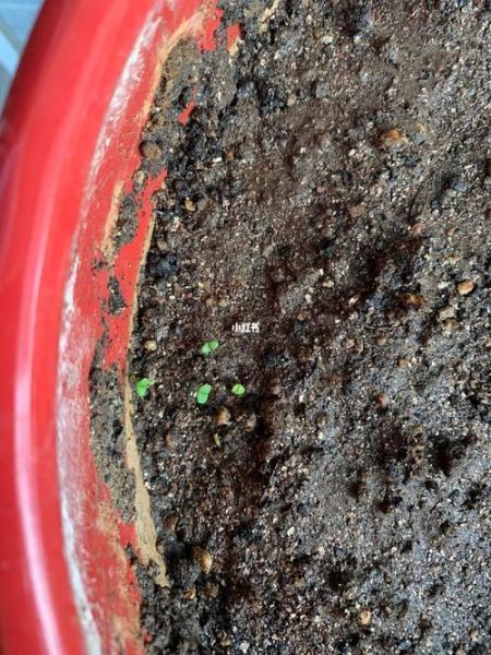 荆芥种子怎么种_荆芥种子几天发芽-第1张图片-山城妙识 荆芥种子怎么种_荆芥种子几天发芽-第1张图片-山城妙识