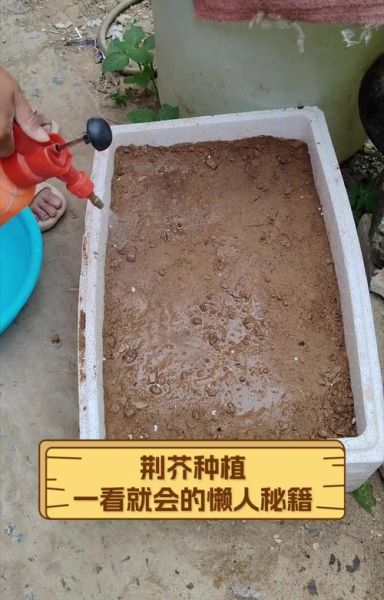 荆芥种子怎么种_荆芥种子几天发芽-第2张图片-山城妙识 荆芥种子怎么种_荆芥种子几天发芽-第2张图片-山城妙识