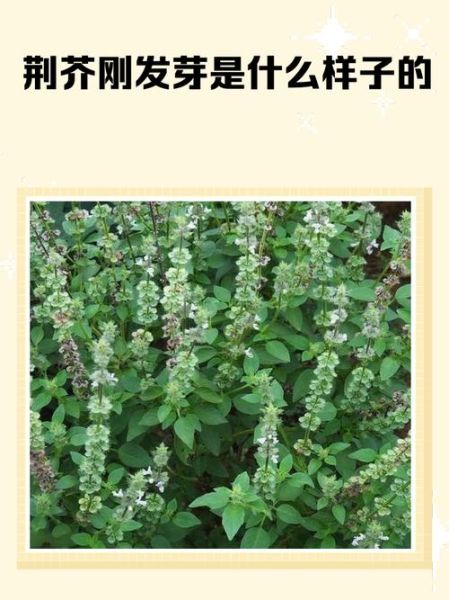 荆芥种子怎么种_荆芥种子几天发芽-第3张图片-山城妙识 荆芥种子怎么种_荆芥种子几天发芽-第3张图片-山城妙识