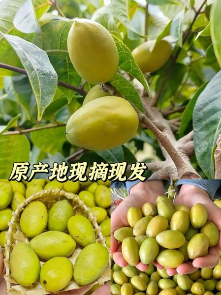 三捻橄榄多少钱一斤_三捻橄榄价格走势-第3张图片-山城妙识