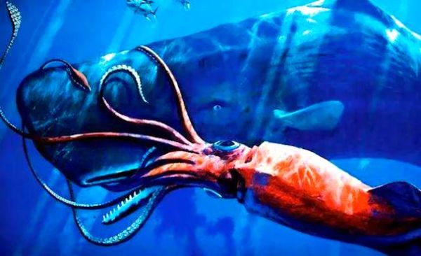 巨型乌贼有多大_真实体型数据揭秘-第1张图片-山城妙识