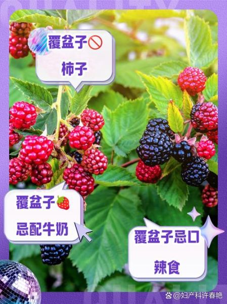 覆盆子什么人不能吃_覆盆子禁忌人群有哪些-第3张图片-山城妙识