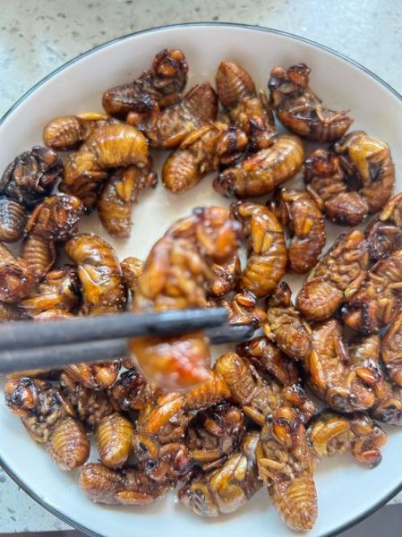 油炸知了的功效与作用_孕妇能吃吗-第1张图片-山城妙识