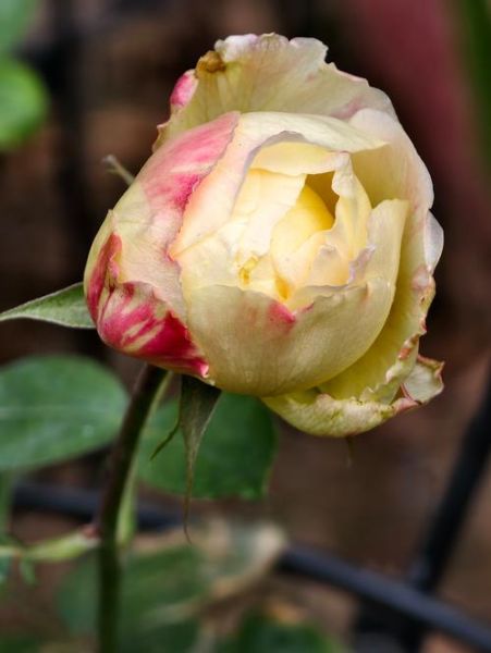 最漂亮的鲜花图片大全_如何挑选高清花卉壁纸-第2张图片-山城妙识