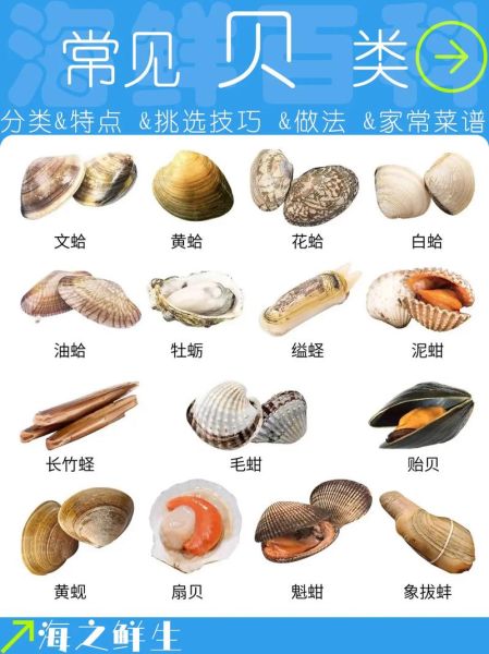 贝类海鲜名称对照表_常见贝类怎么区分-第2张图片-山城妙识