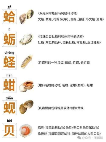 贝类海鲜名称对照表_常见贝类怎么区分-第3张图片-山城妙识