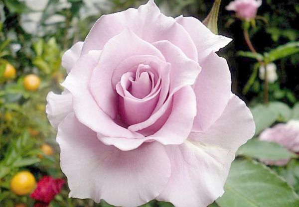 最漂亮的鲜花图片大全_如何挑选高清花卉壁纸-第3张图片-山城妙识