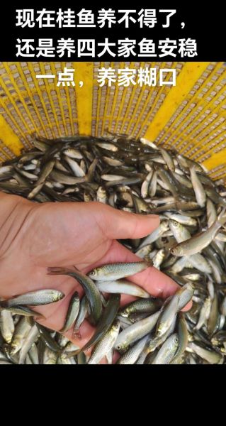 草鱼苗怎么养_草鱼苗养殖技术要点-第2张图片-山城妙识