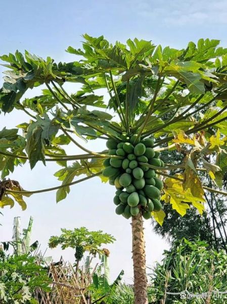 木瓜树长什么样_木瓜树叶子形状-第1张图片-山城妙识