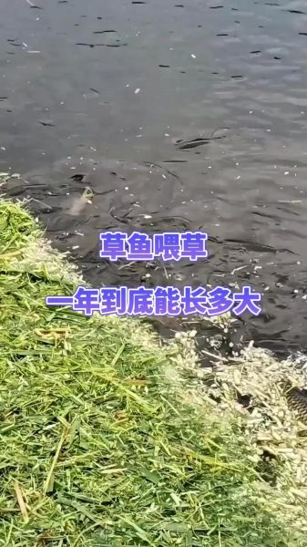 草鱼苗怎么养_草鱼苗养殖技术要点-第1张图片-山城妙识