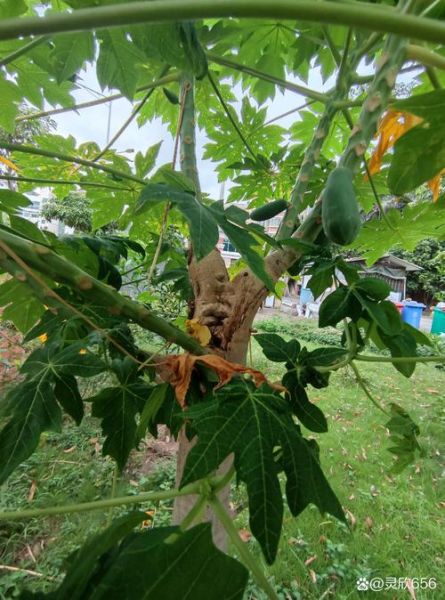 木瓜树长什么样_木瓜树叶子形状-第2张图片-山城妙识