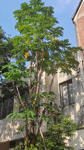 木瓜树长什么样_木瓜树叶子形状-第3张图片-山城妙识