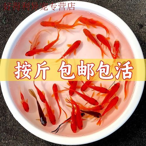 草鱼苗怎么养_草鱼苗养殖技术要点-第3张图片-山城妙识