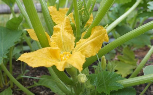 翠玉瓜和西葫芦一样吗_区别与选购指南-第3张图片-山城妙识