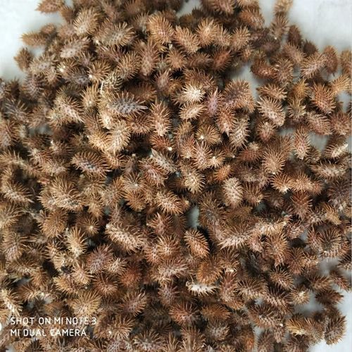 苍耳熬水泡脚的副作用_苍耳泡脚禁忌人群-第1张图片-山城妙识