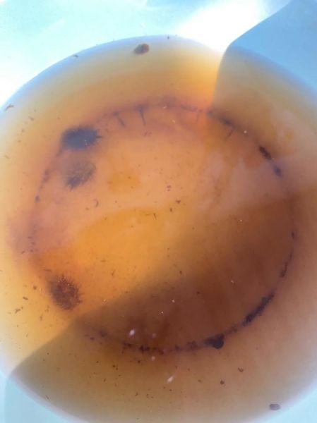 苍耳熬水泡脚的副作用_苍耳泡脚禁忌人群-第3张图片-山城妙识