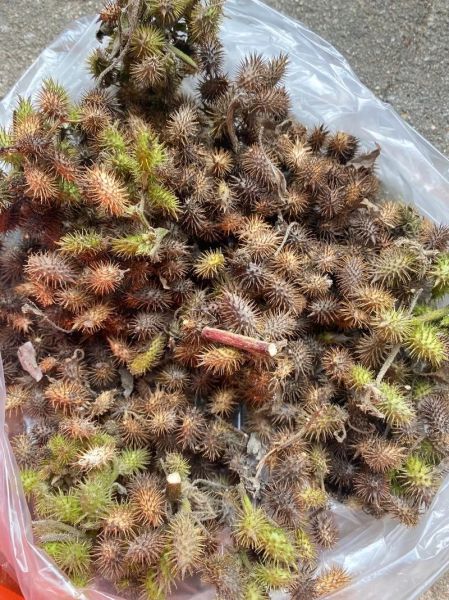 苍耳熬水泡脚的副作用_苍耳泡脚禁忌人群-第2张图片-山城妙识