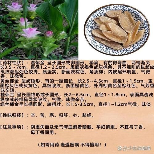 郁金的功效与作用有哪些_郁金图片怎么辨别真假-第3张图片-山城妙识
