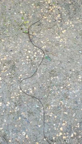 铁线虫会寄生在人体吗_铁线虫感染症状-第3张图片-山城妙识 铁线虫会寄生在人体吗_铁线虫感染症状-第3张图片-山城妙识