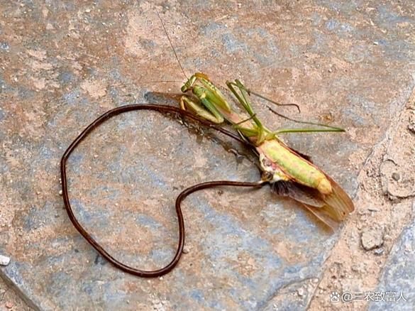 铁线虫会寄生在人体吗_铁线虫感染症状-第1张图片-山城妙识 铁线虫会寄生在人体吗_铁线虫感染症状-第1张图片-山城妙识