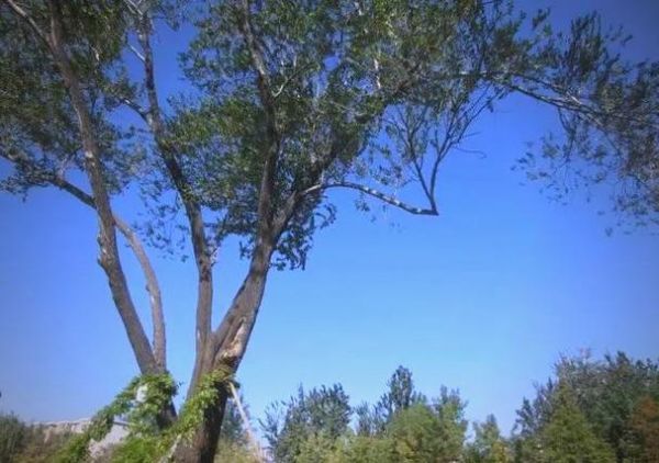 榆树为什么百鬼不近_民间说法与科学解释-第3张图片-山城妙识 榆树为什么百鬼不近_民间说法与科学解释-第3张图片-山城妙识