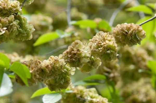 榆树为什么百鬼不近_民间说法与科学解释-第2张图片-山城妙识 榆树为什么百鬼不近_民间说法与科学解释-第2张图片-山城妙识