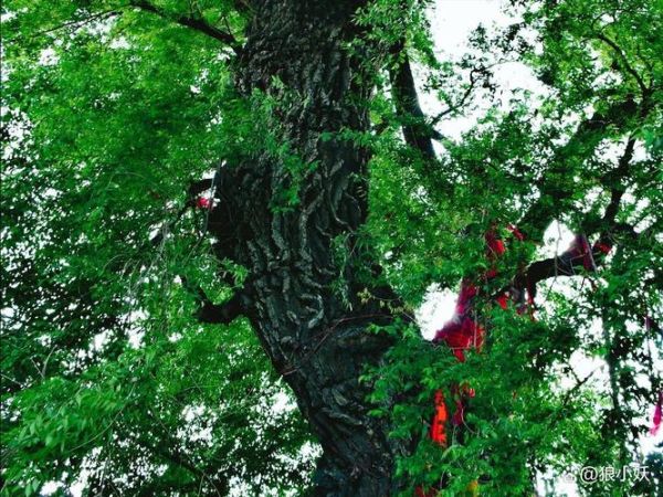 榆树为什么百鬼不近_民间说法与科学解释-第1张图片-山城妙识 榆树为什么百鬼不近_民间说法与科学解释-第1张图片-山城妙识